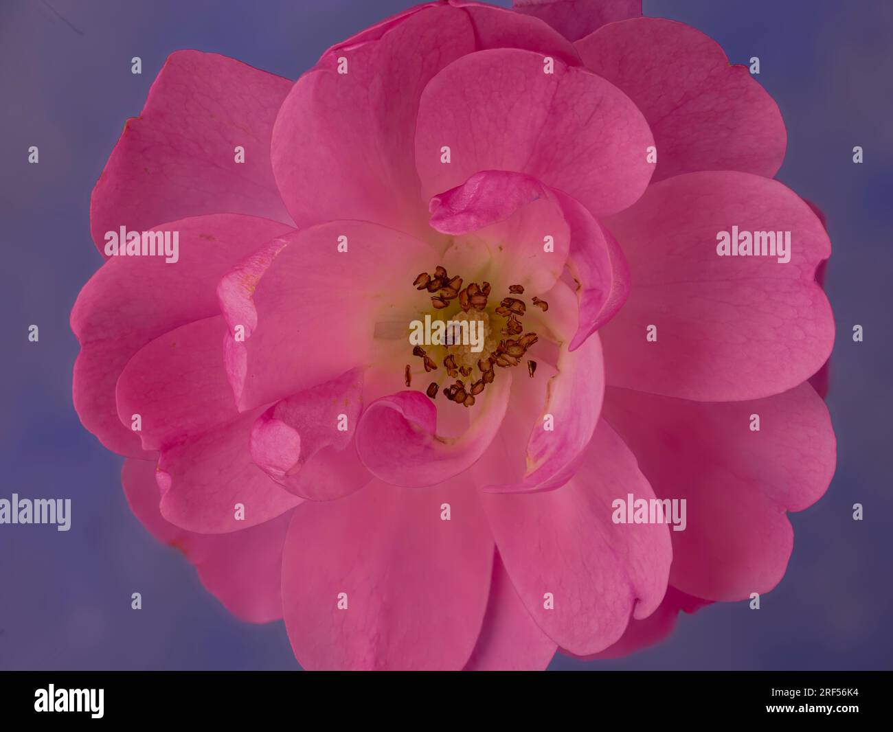 Flowering plant close up still life of single romantic climbing rose ...