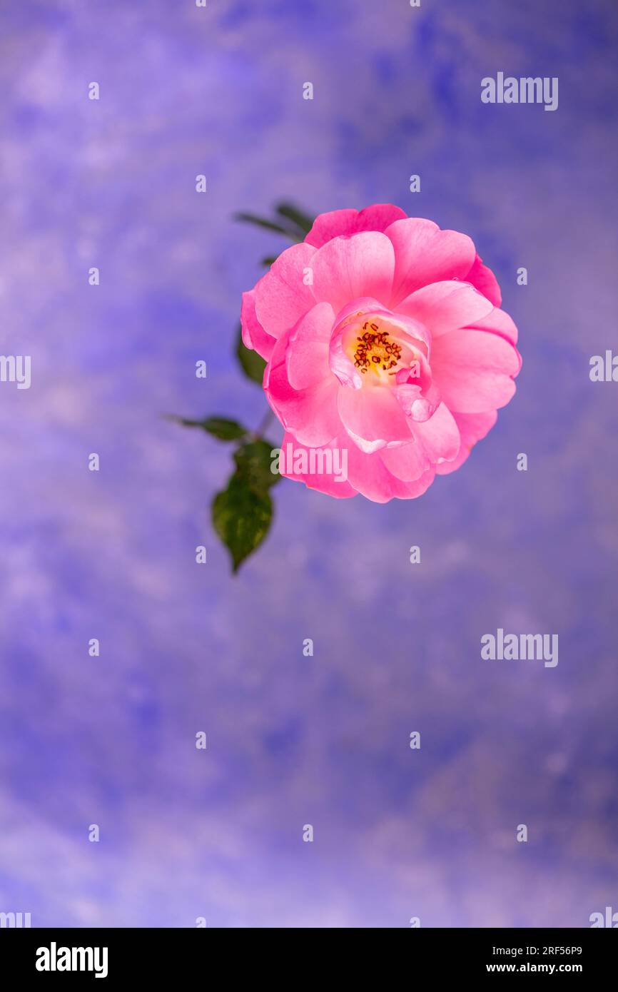 Still life flower portrait of single pink climbing rose against a ...