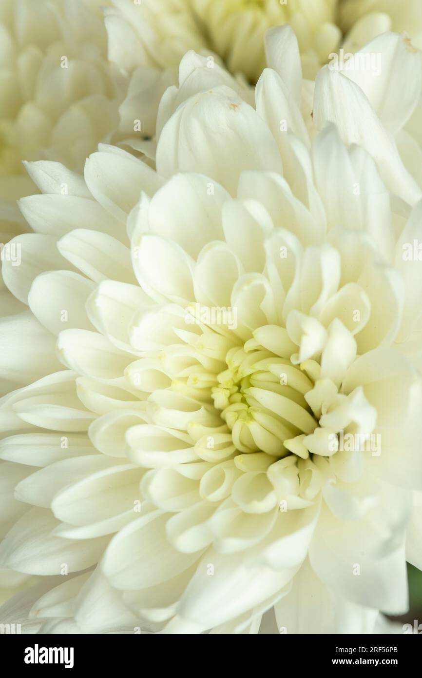 Natural very close up flowering plant portrait of white Chrysanthemums ...