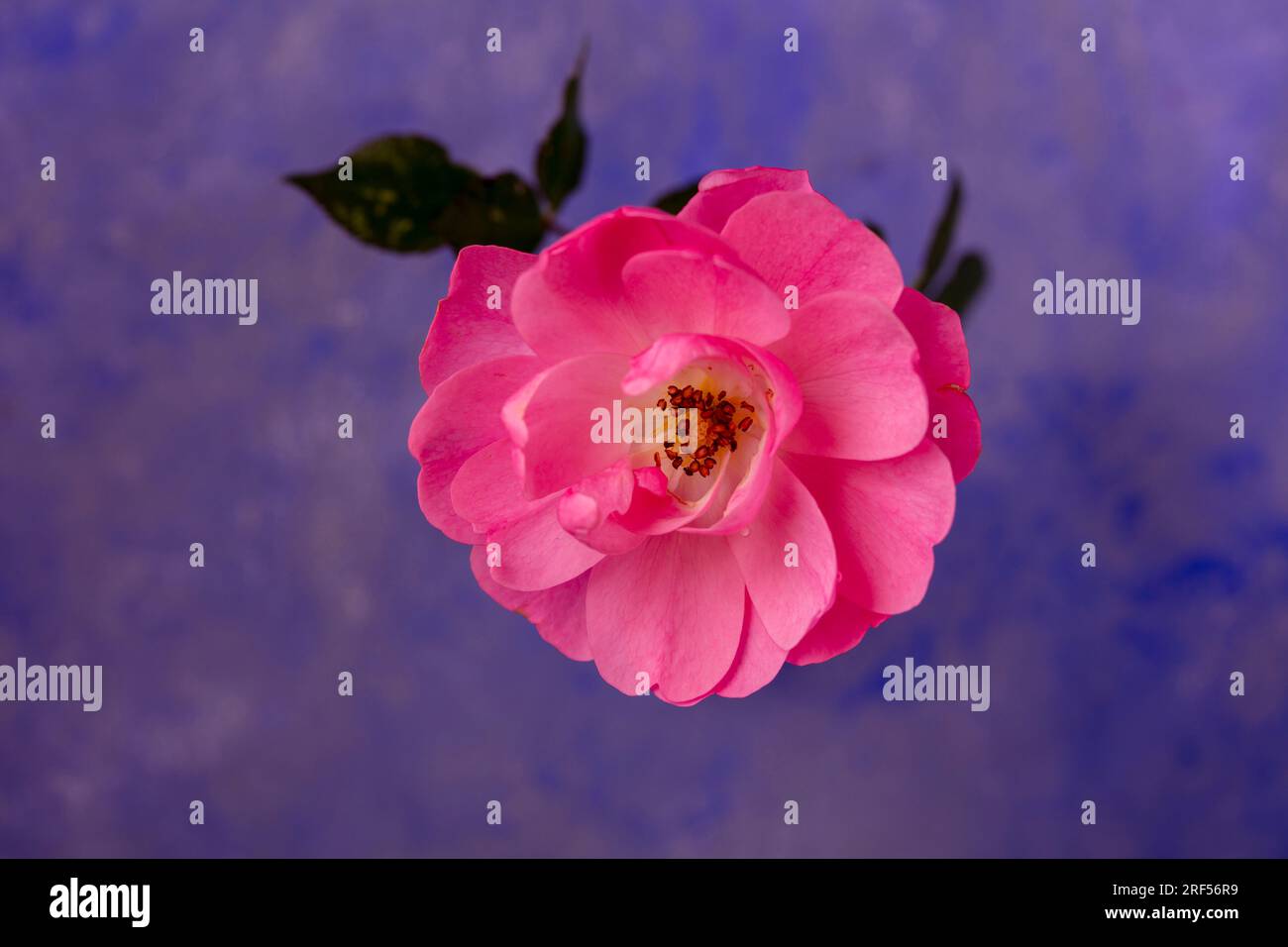 Still life flower portrait of single pink climbing rose against a ...