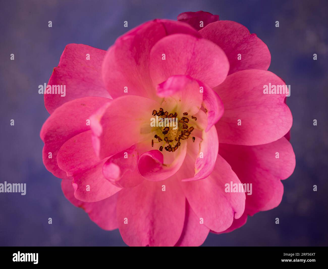 Flowering plant close up still life of single romantic climbing rose ...