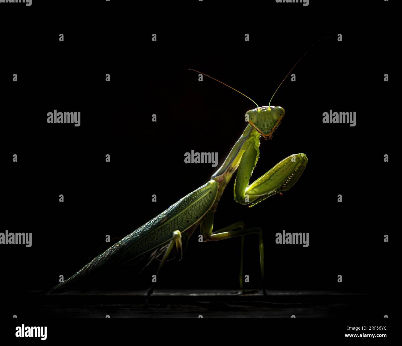 European praying mantis Stock Photo - Alamy