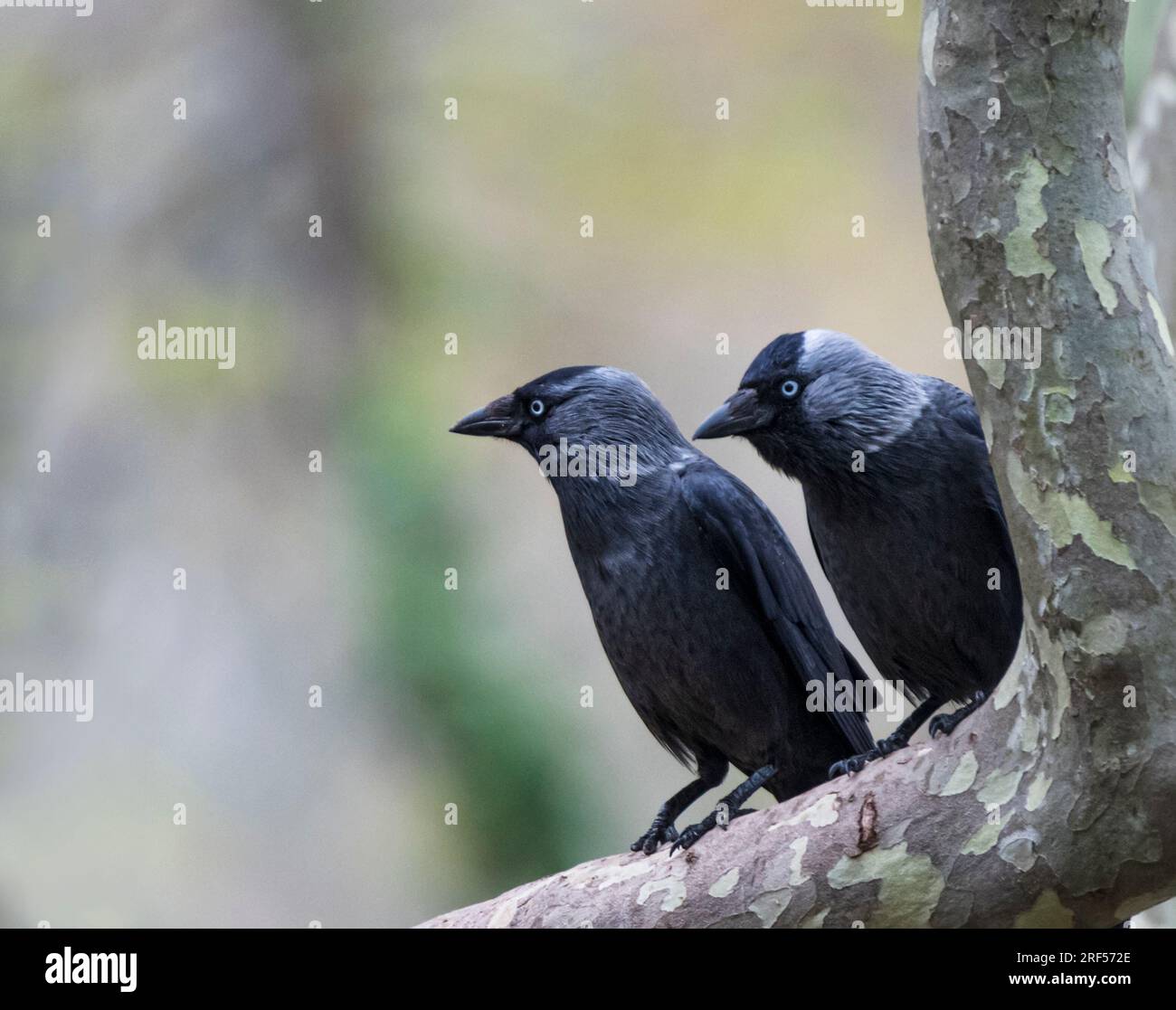 A pair of western jackdaw (Coloeus monedula), also known as the ...