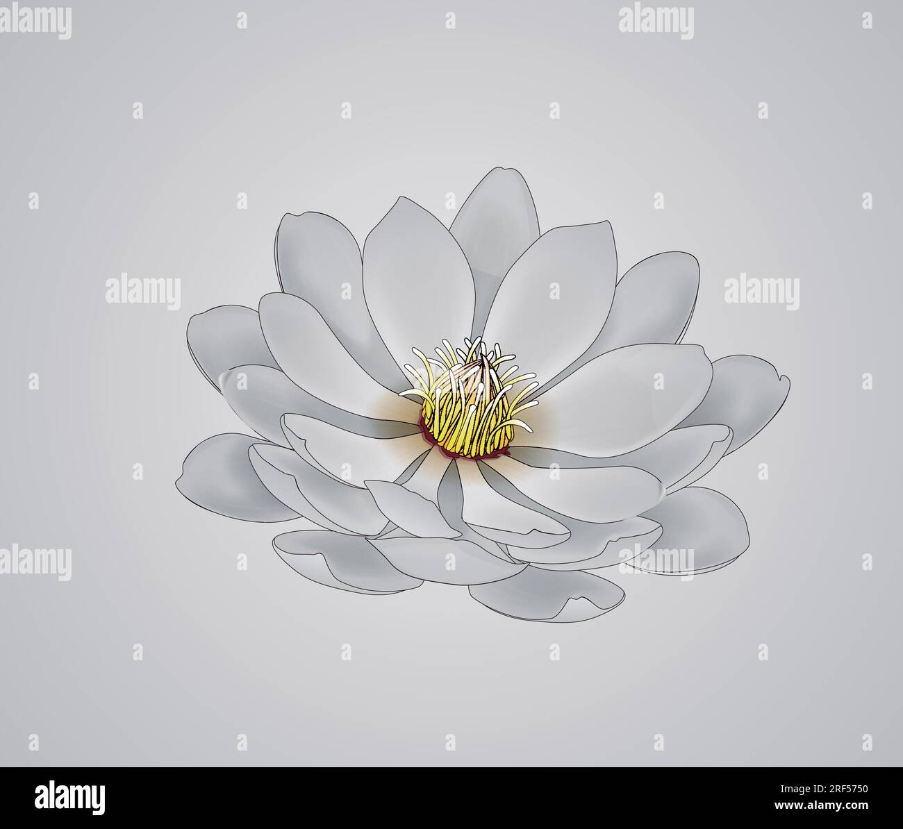Macro lotus Stock Vector Images - Alamy