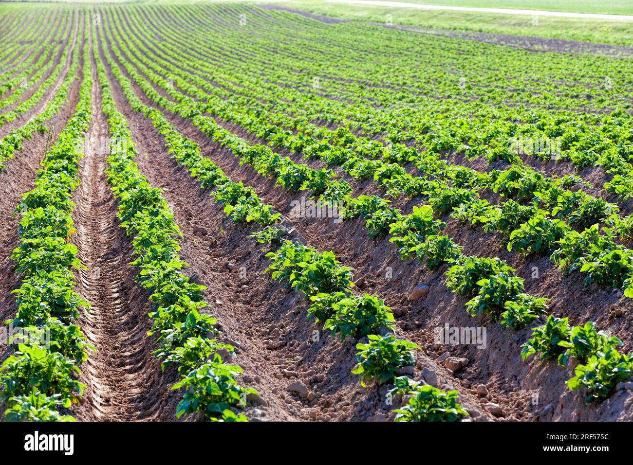 agricultural field where breeding varieties of potato plants are grown ...