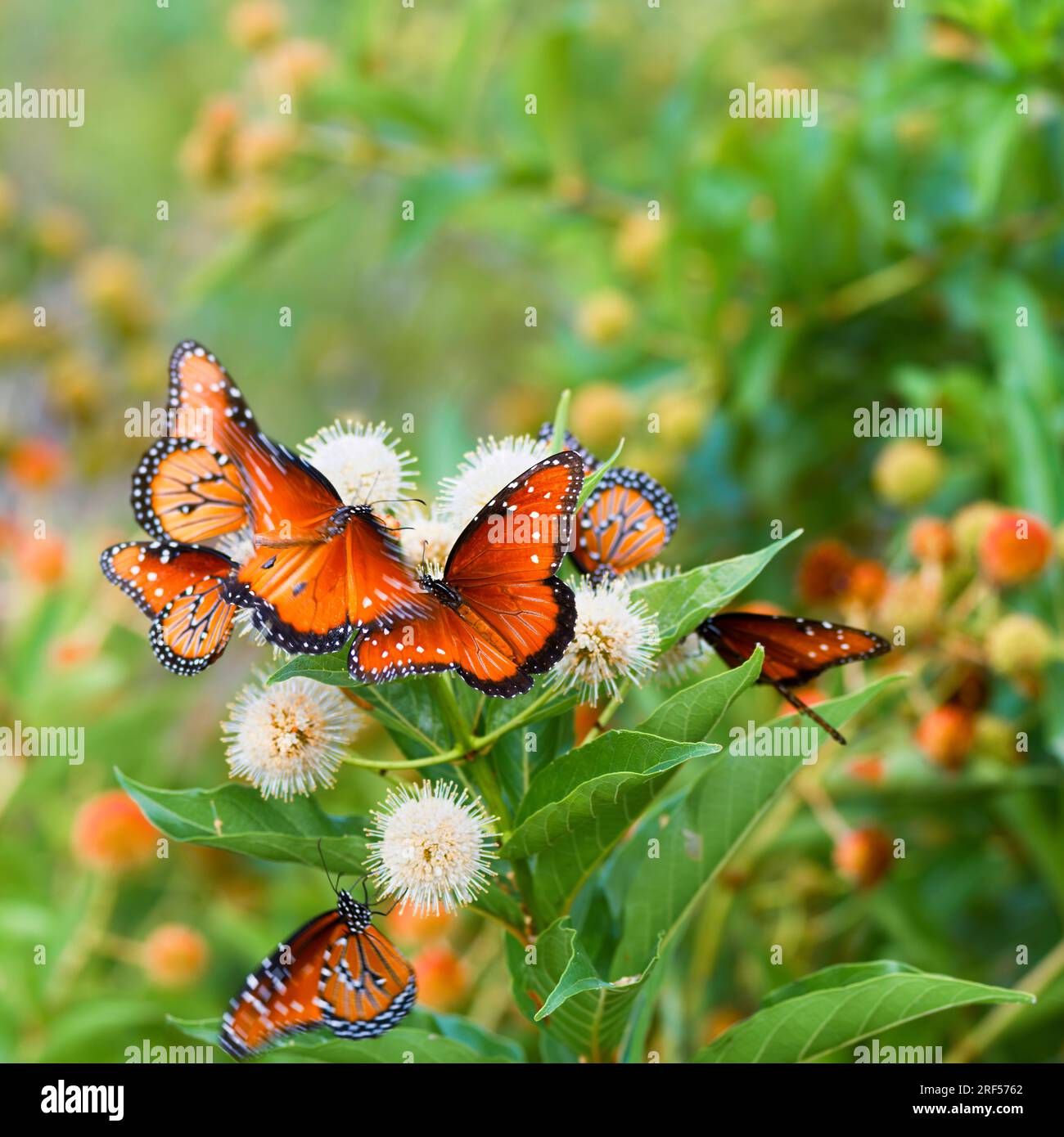 Texas butterflies hi-res stock photography and images - Alamy