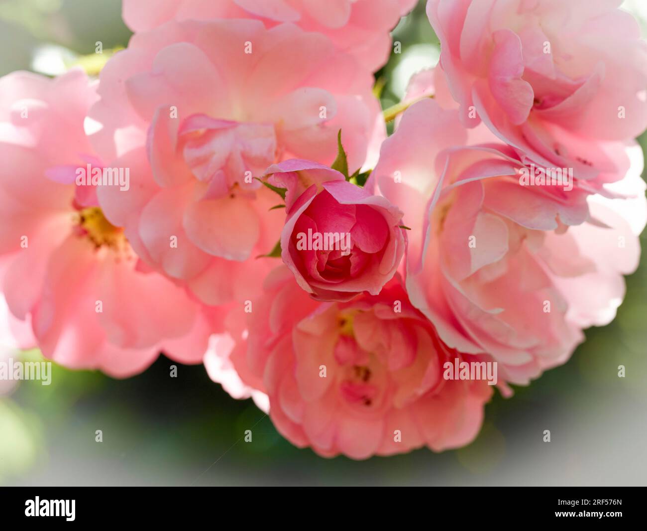 Flowering plant close up still life of bunch of romantic climbing roses ...