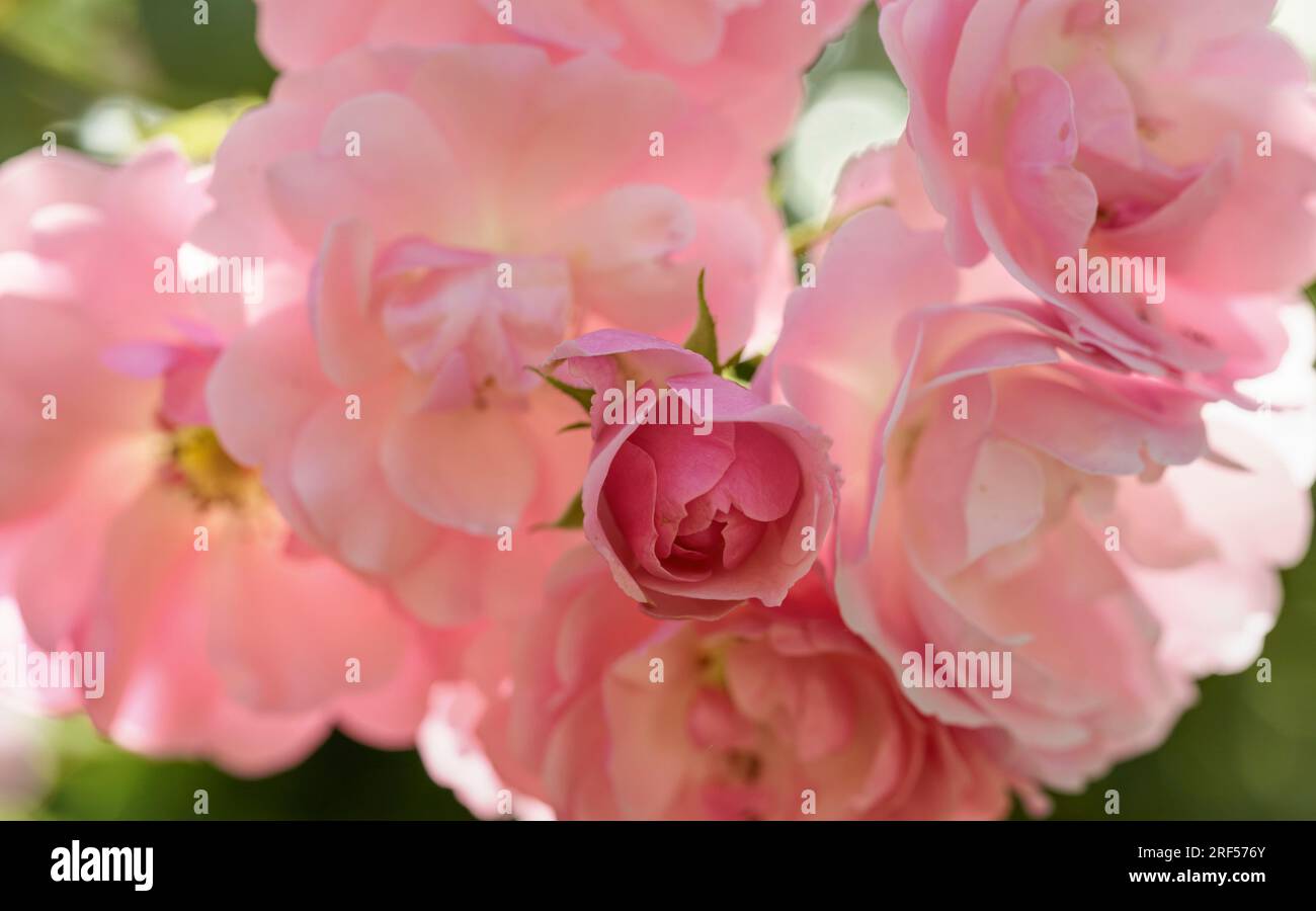 Flowering plant close up still life of bunch of romantic climbing roses ...