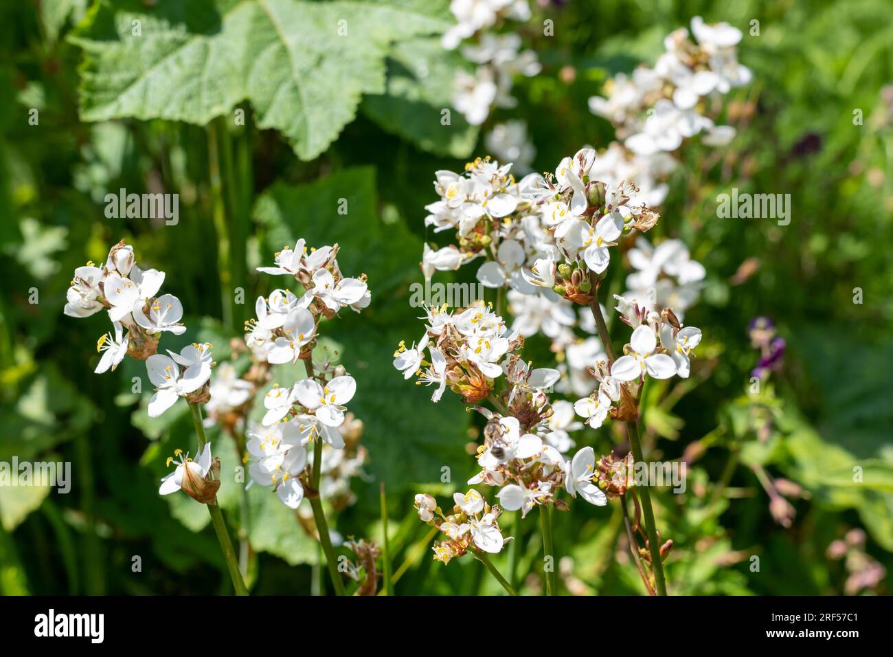Marie anne libert hi-res stock photography and images - Alamy