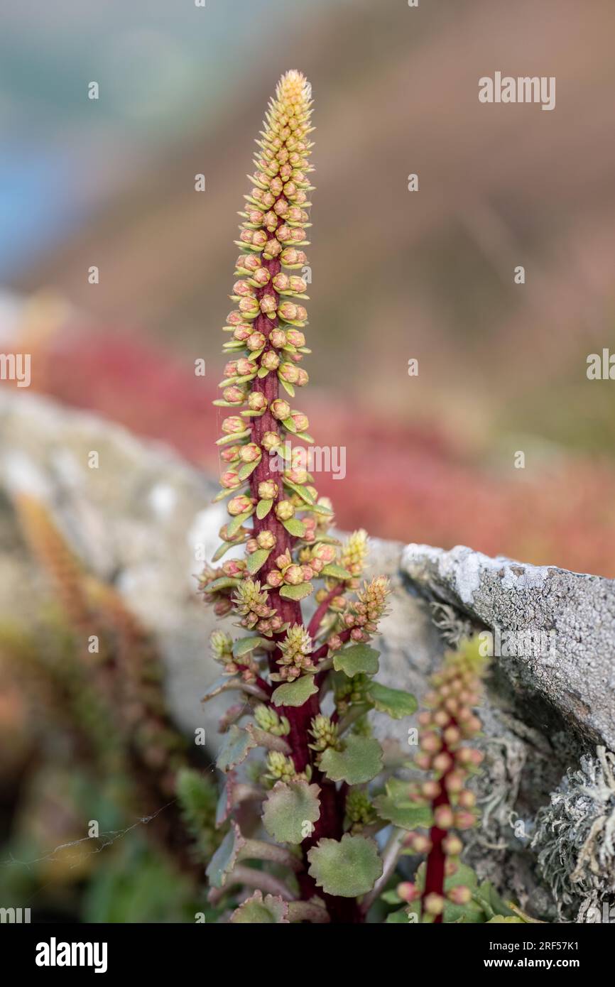 Close up of navelwort (umbilicus rupestris) flowers growing out of the ...