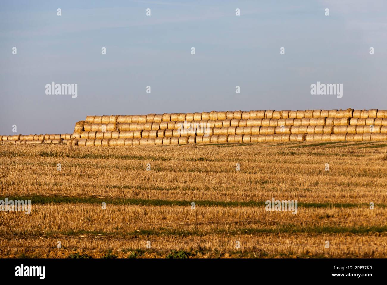 lying in the field a large number of straw stacks left after harvesting ...
