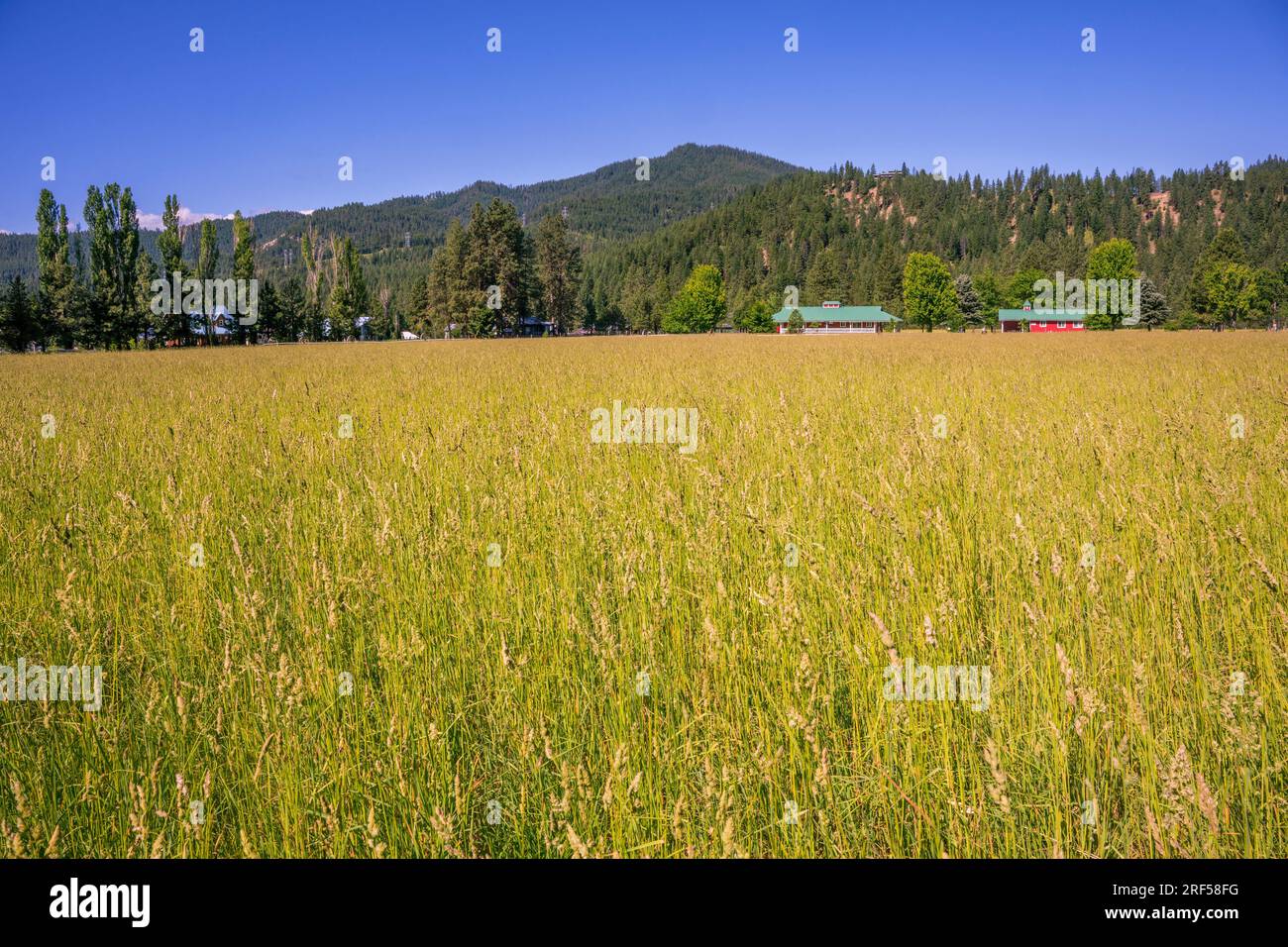 A field of grass in the Plain Valley near Leavenworth in eastern ...