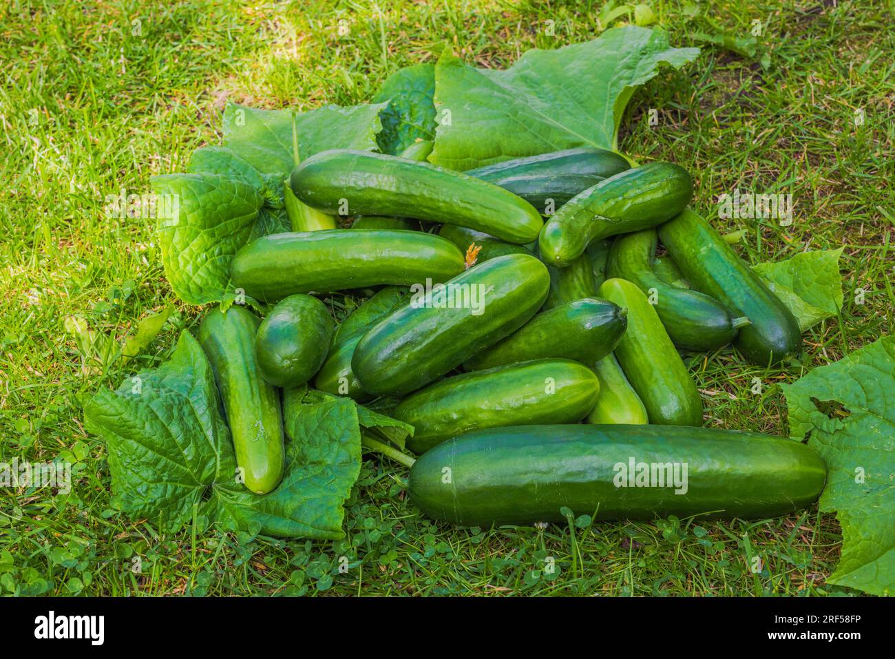Close-up view of cucumber harvest on green leaves and green grass lawn ...