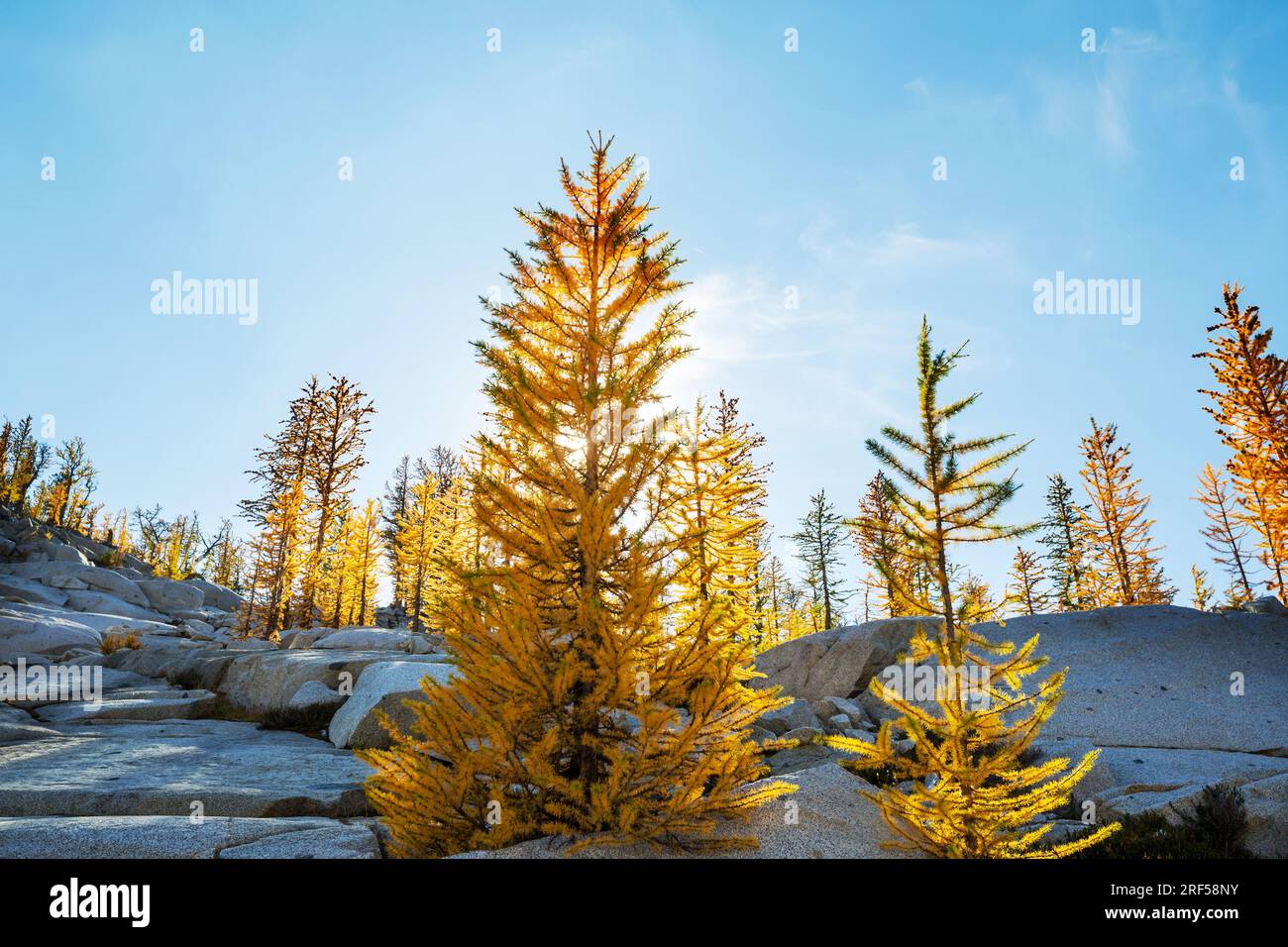 Beautiful golden larches in mountains, Fall season Stock Photo - Alamy