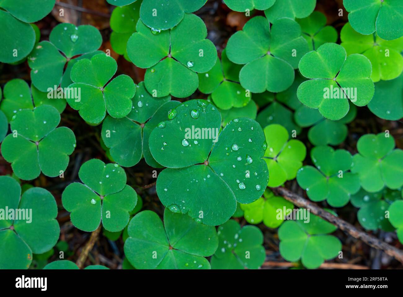 Dark green clover leaves wet with rain, moody clover background Stock ...