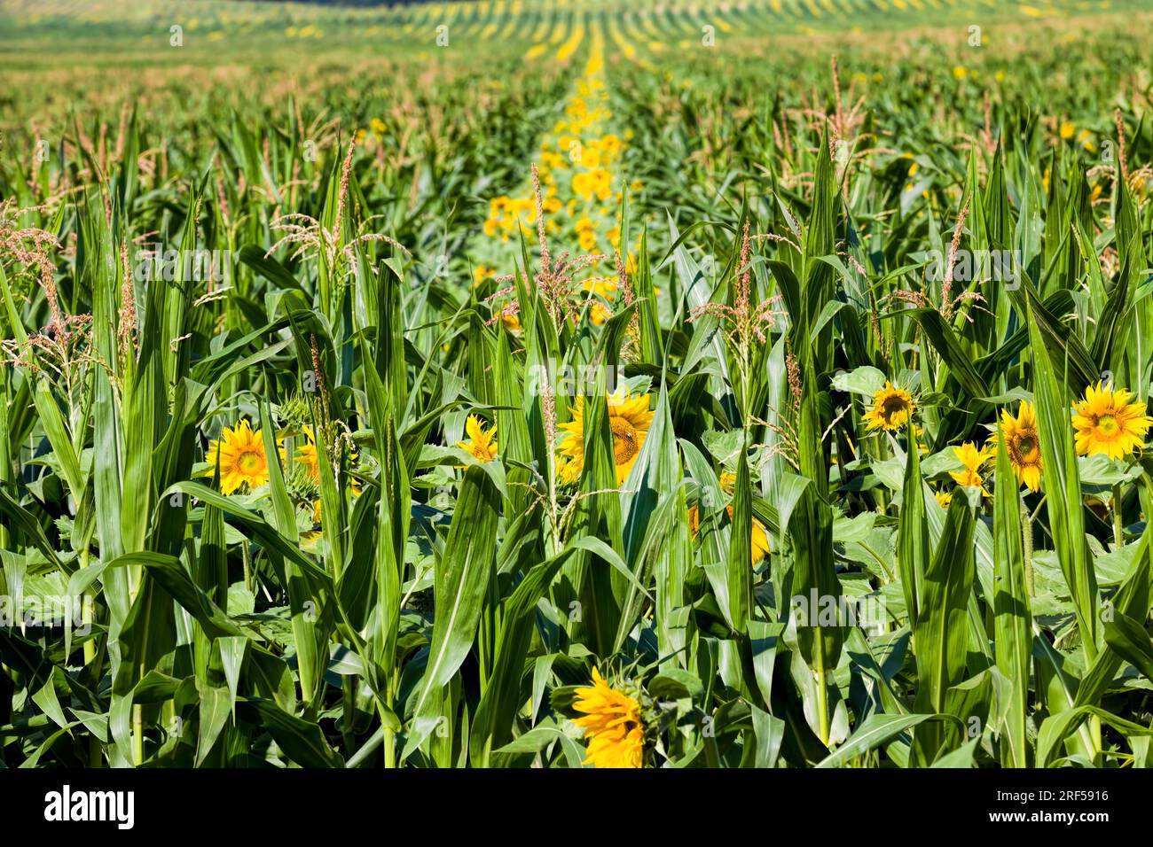 group flower of beautiful yellow annual sunflower in the field, farming ...