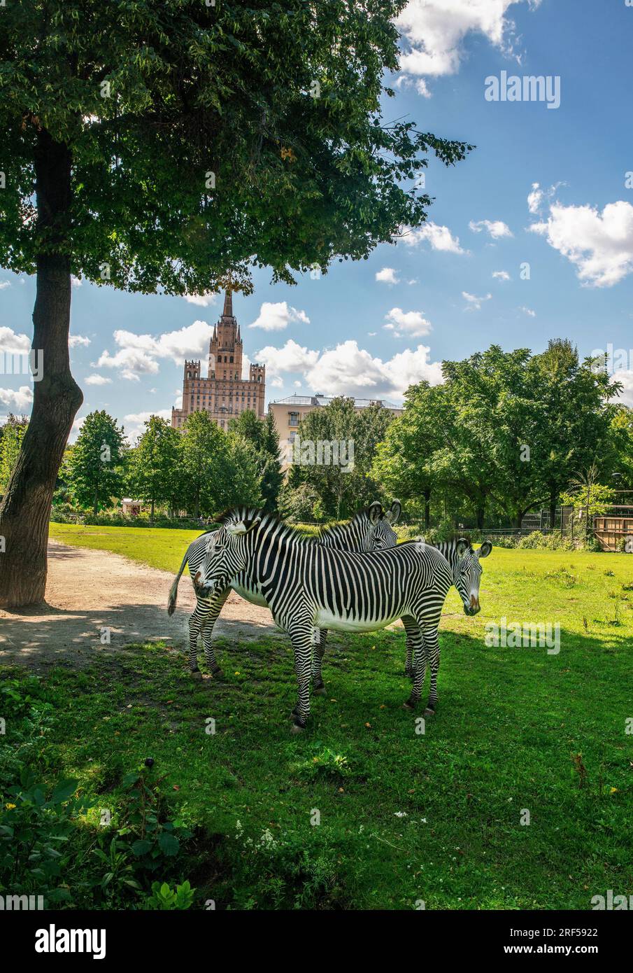 Zebras in the Moscow Zoo on the green grass meadow. Stalin Vysotka ...