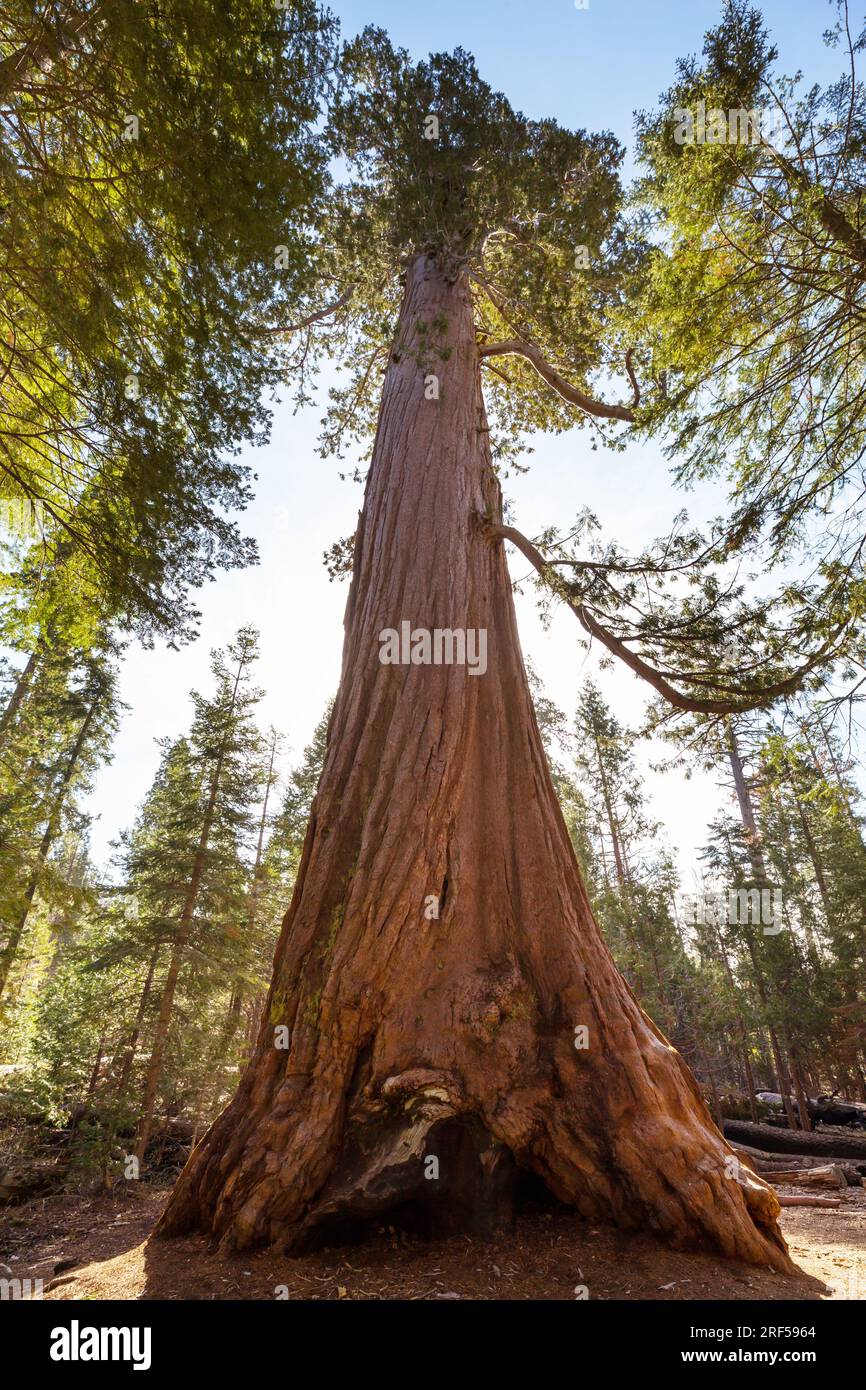 Huge roots giant sequoia hi-res stock photography and images - Alamy