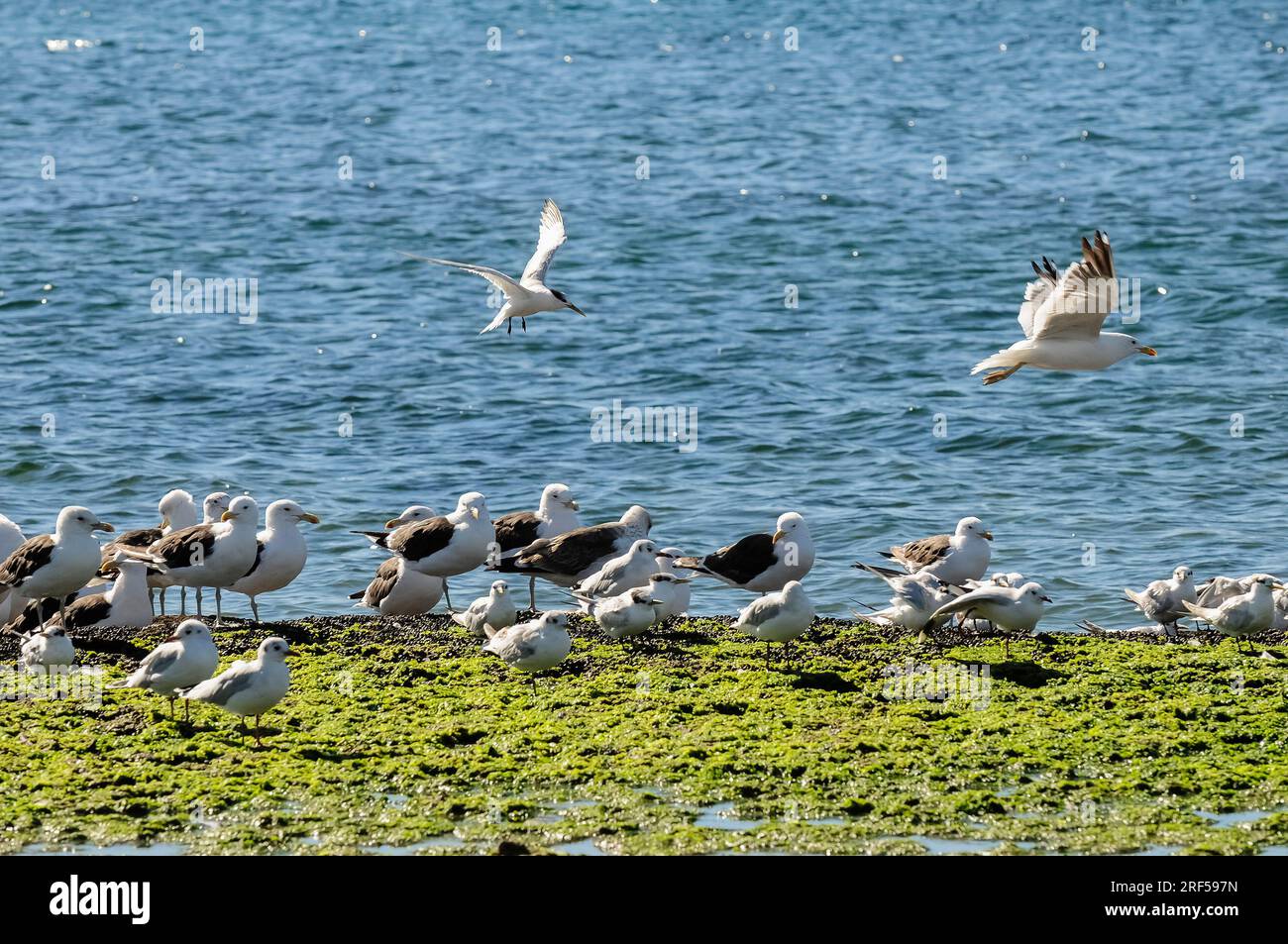 Sea birds flock, Patagonia, Argentina Stock Photo - Alamy