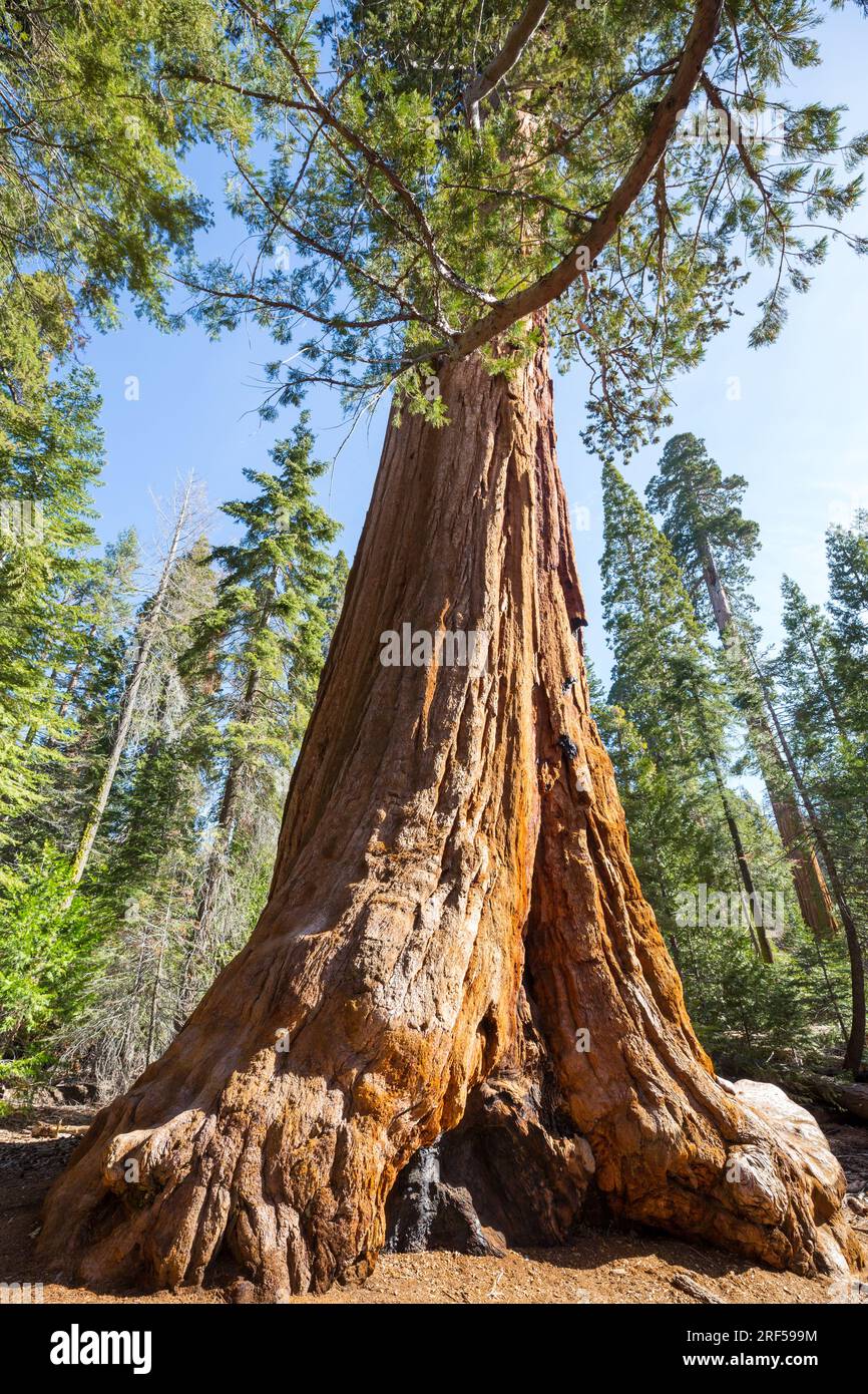 Giant sequoia tree in California, USA Stock Photo - Alamy