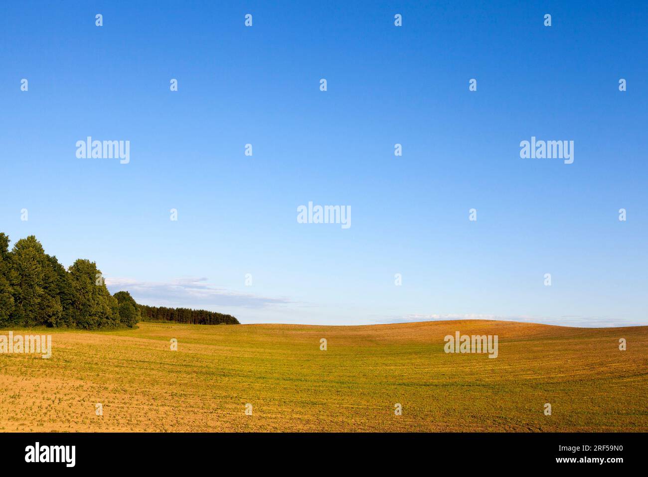 real nature with green trees and grass illuminated by sunlight, real ...