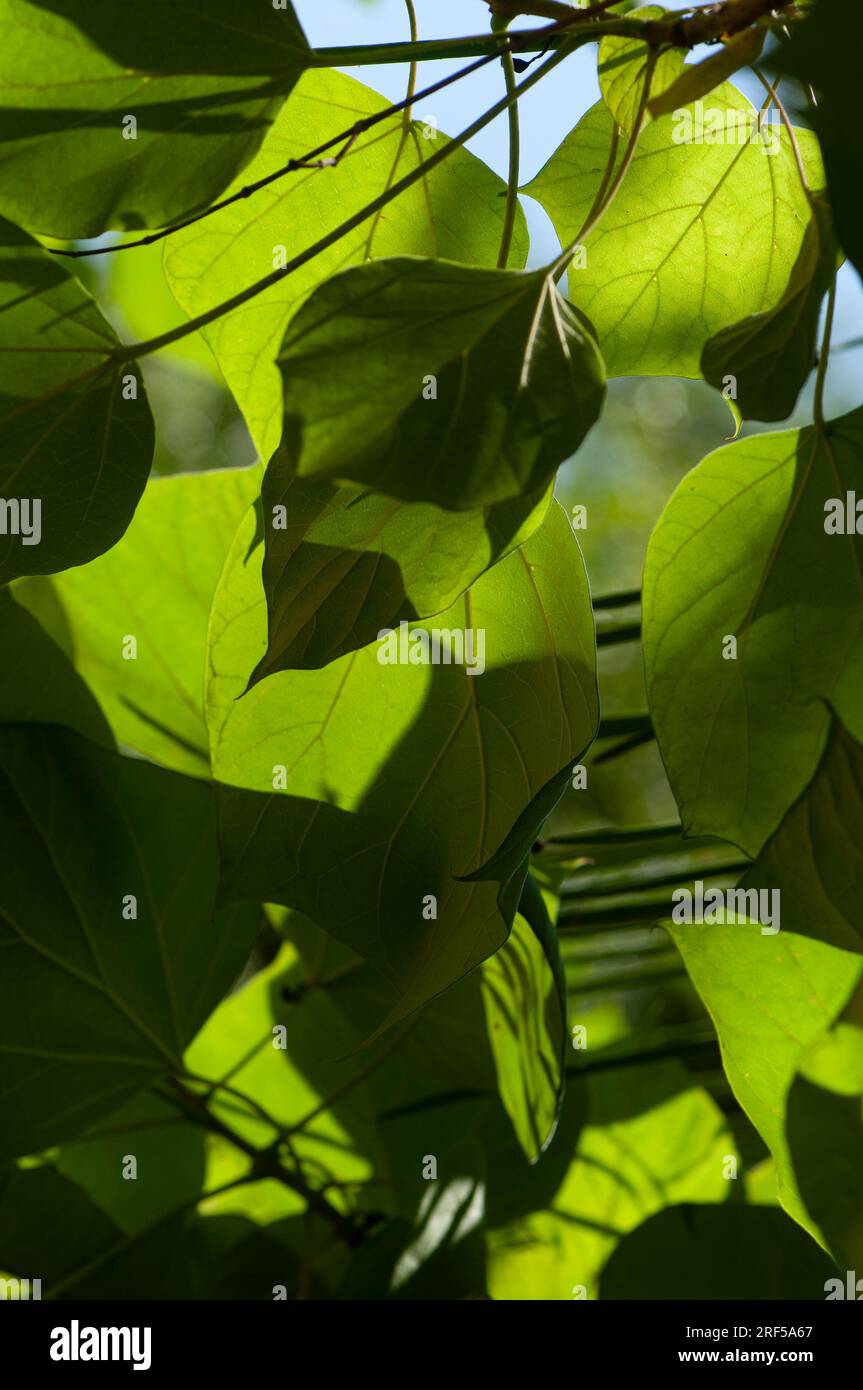 Tilo de hojas grandes hi-res stock photography and images - Alamy