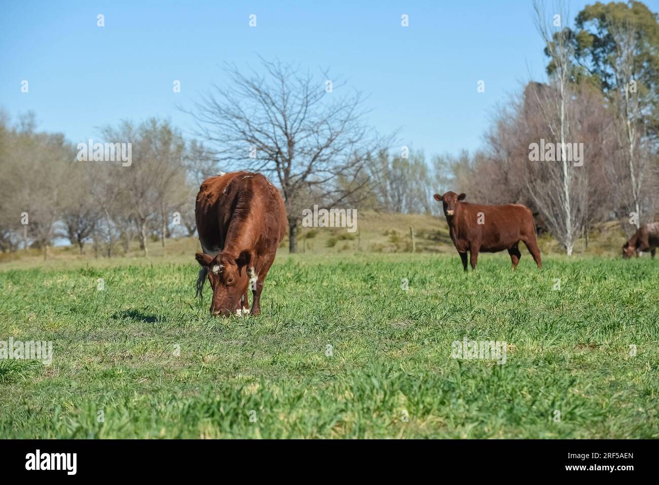 Cattle grazzing in Argentine countryside, La Pampa Province, Patagonia ...