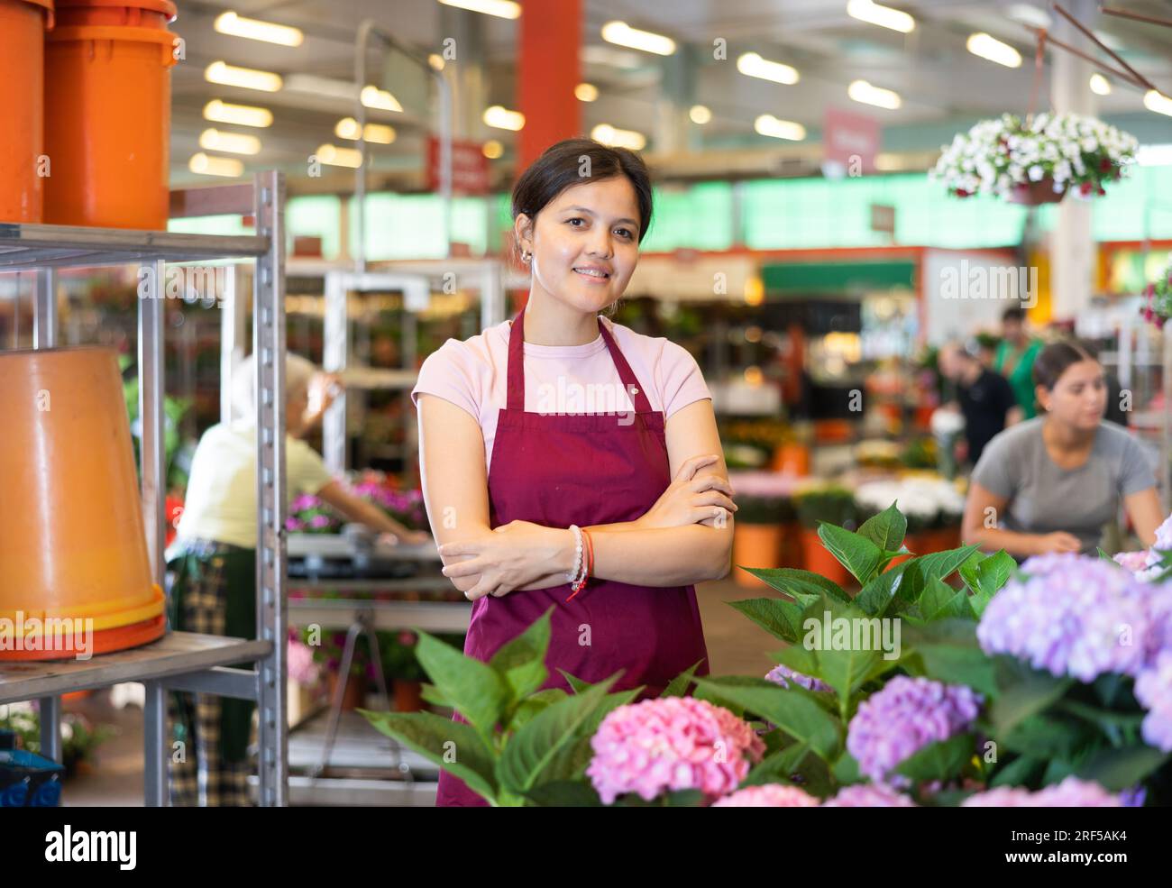 Portrait of female seller taking care flowers of hydrangea in pots ...