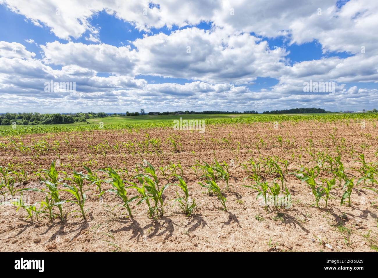 agricultural field with planted corn, farming and growing a new crop ...