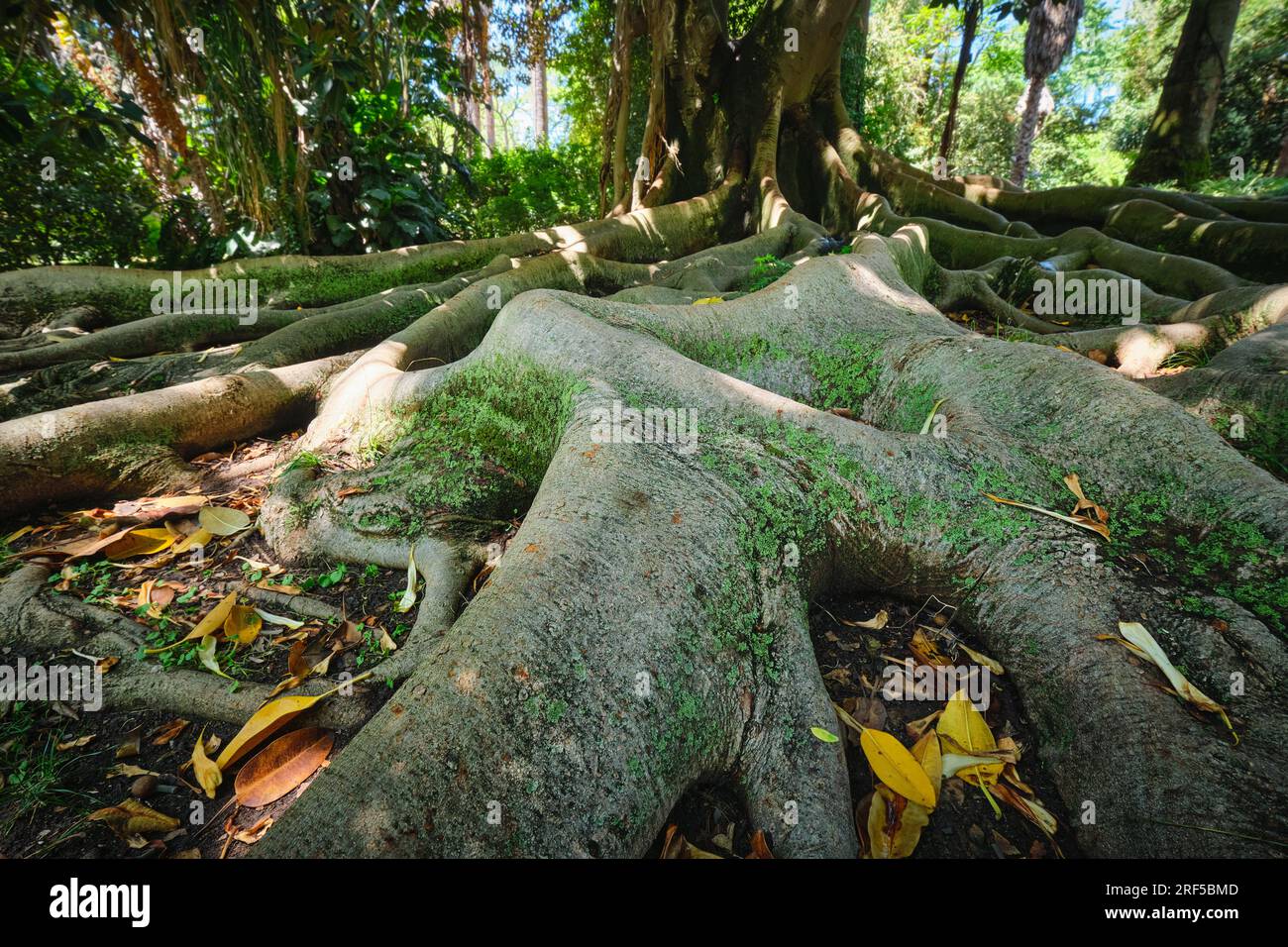 Ficus macrophylla trunk and roots close up Stock Photo - Alamy