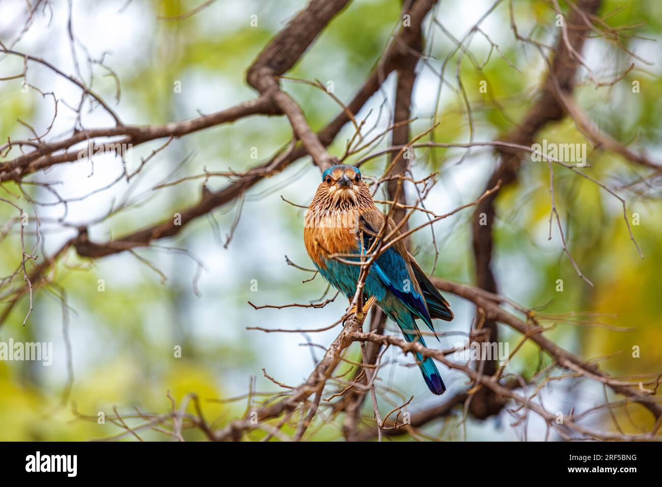 Indian Roller bird on a tree, India Stock Photo - Alamy