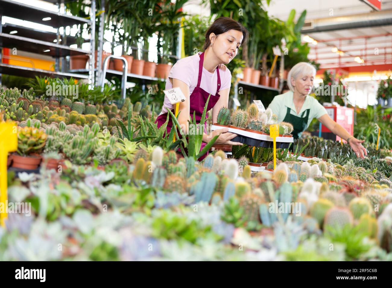 Asian female florist placing trays with prickly potted cacti Stock ...