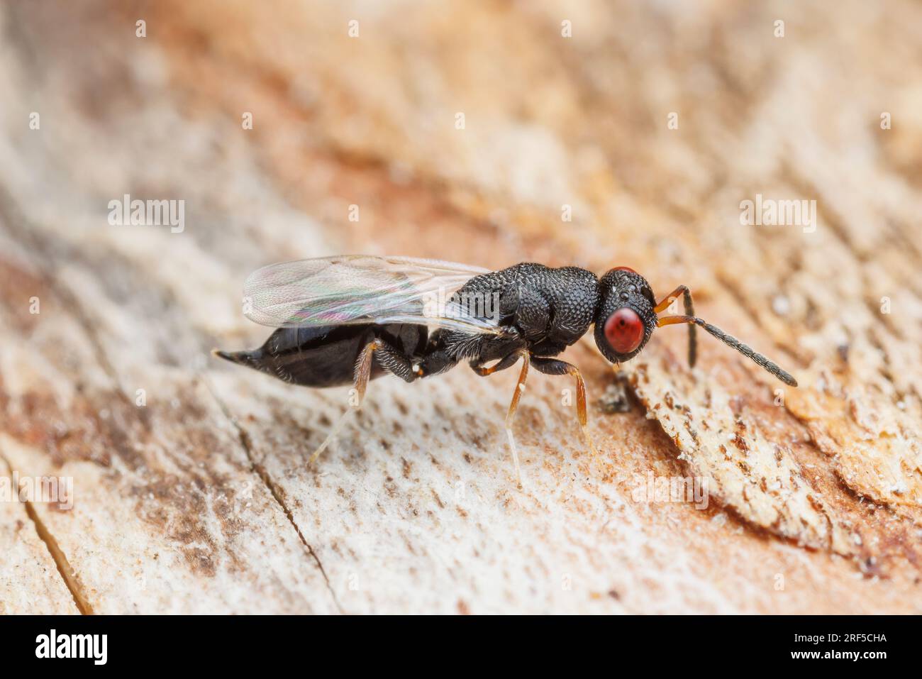Eurytomid Wasp (Eurytoma sp.) - Female Stock Photo - Alamy