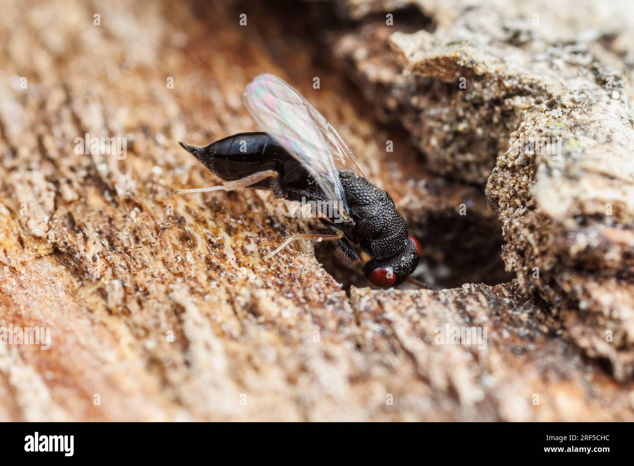 A female eurytomid wasp (Eurytoma sp.) investigates a cavity in a dead ...