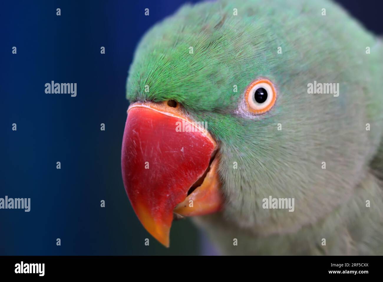 red mouth parrot looks very lovely Stock Photo - Alamy
