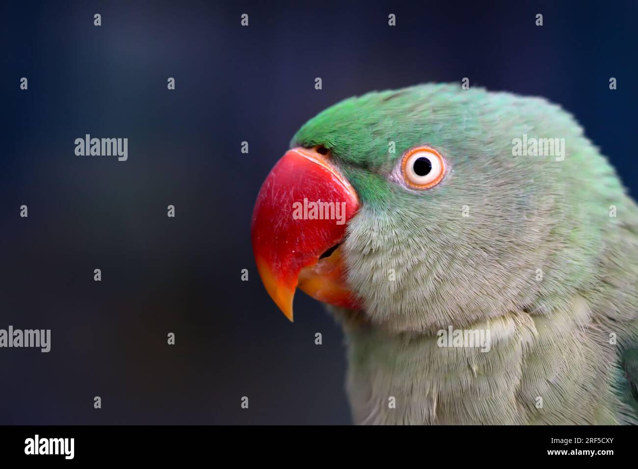 Parrot Red Mouth