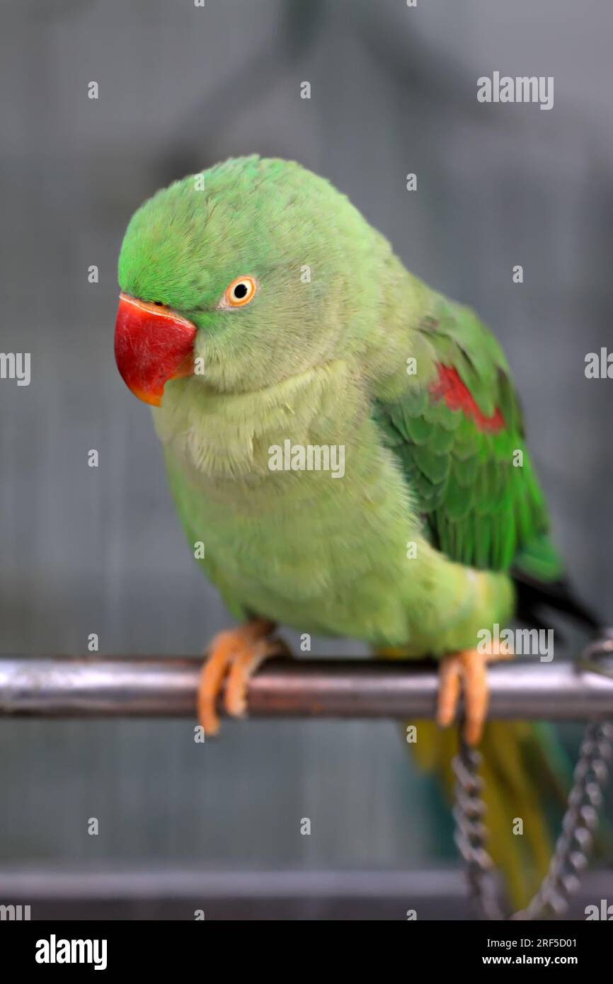 red mouth parrot looks very lovely Stock Photo - Alamy