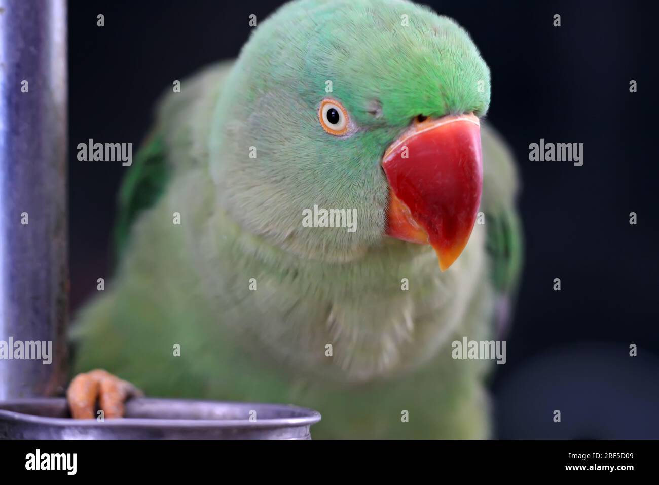red mouth parrot looks very lovely Stock Photo - Alamy