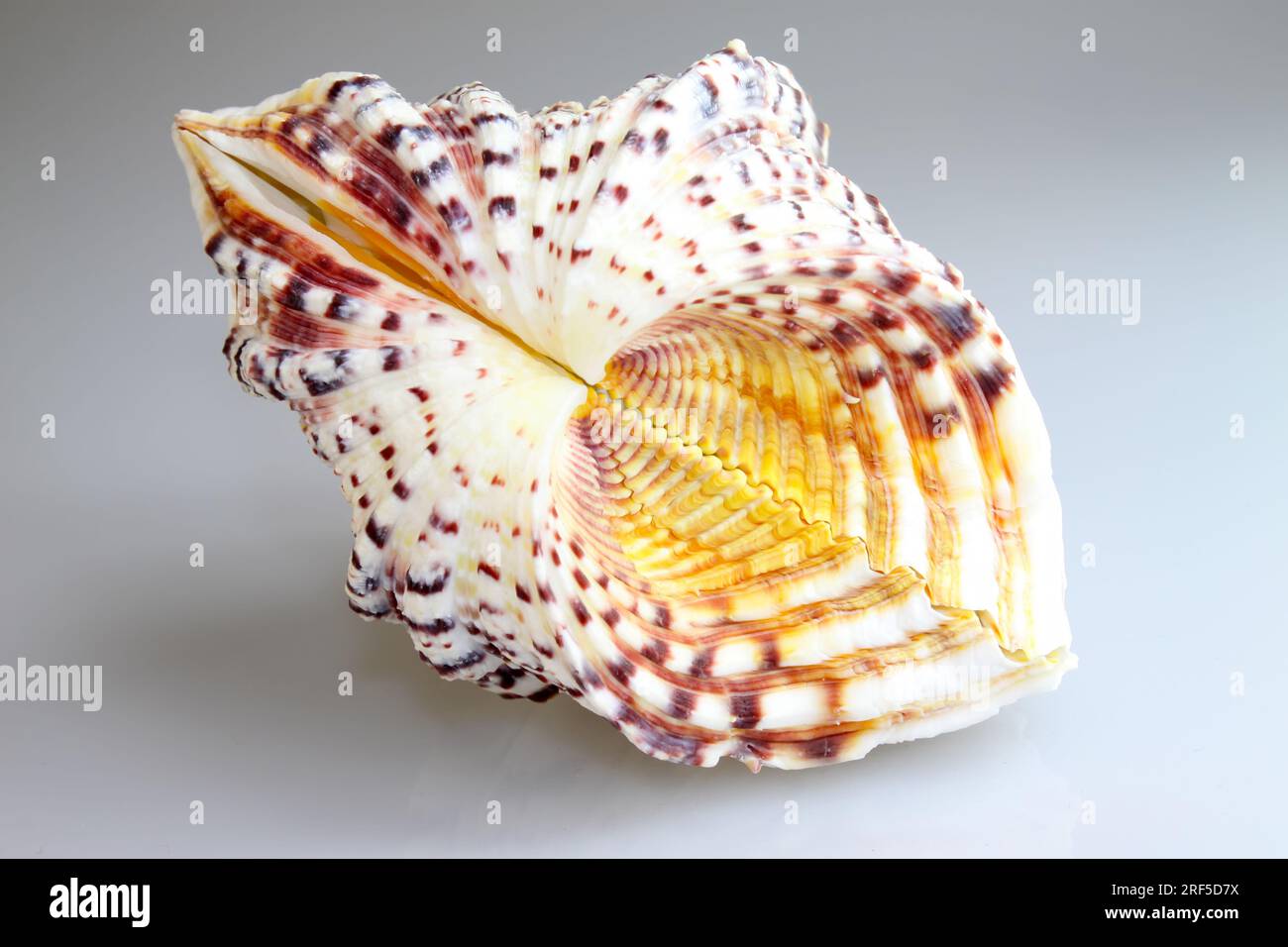 Pictures shells hi-res stock photography and images - Alamy