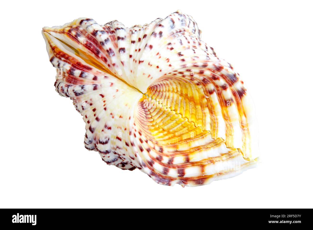 Pictures shells Cut Out Stock Images & Pictures - Alamy