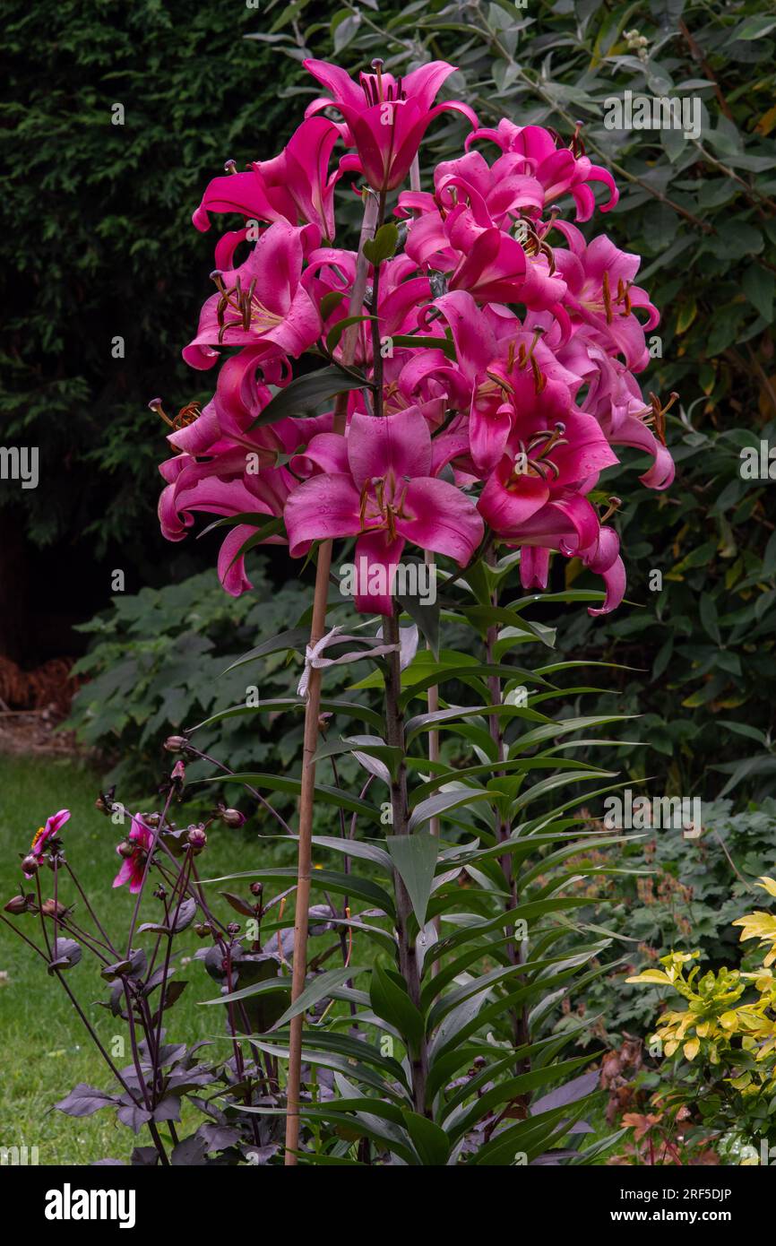 A pink Tree Lily in bloom Stock Photo - Alamy