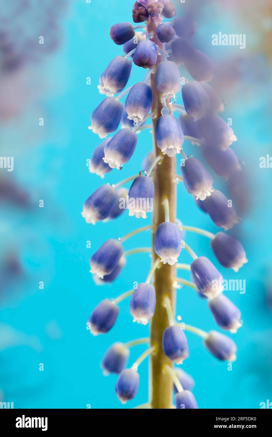 close up of flowers Muscari with a large number of inflorescences and a ...