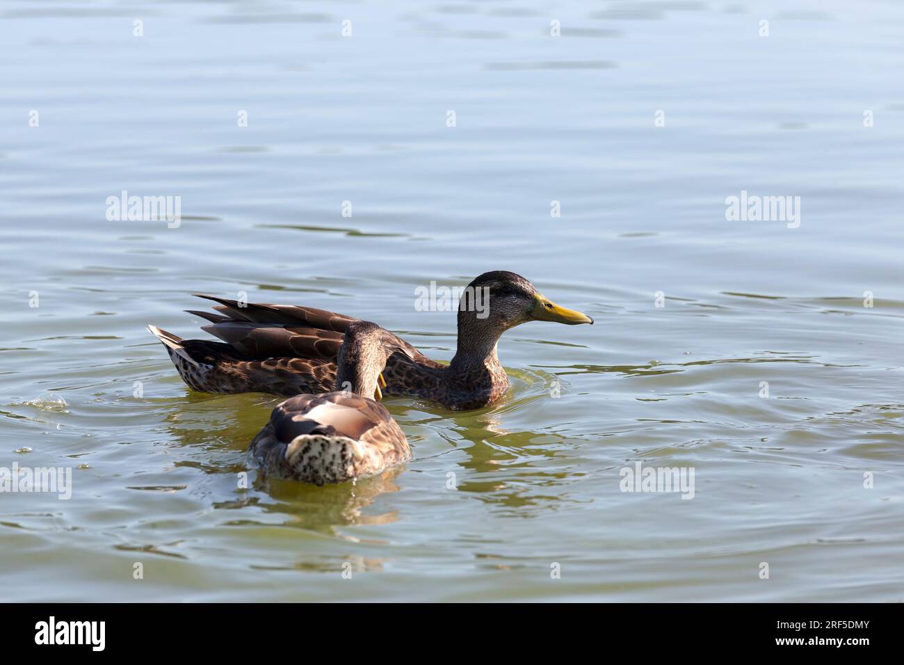 wild birds ducks in their natural habitat, waterfowl in the wild, wild ...
