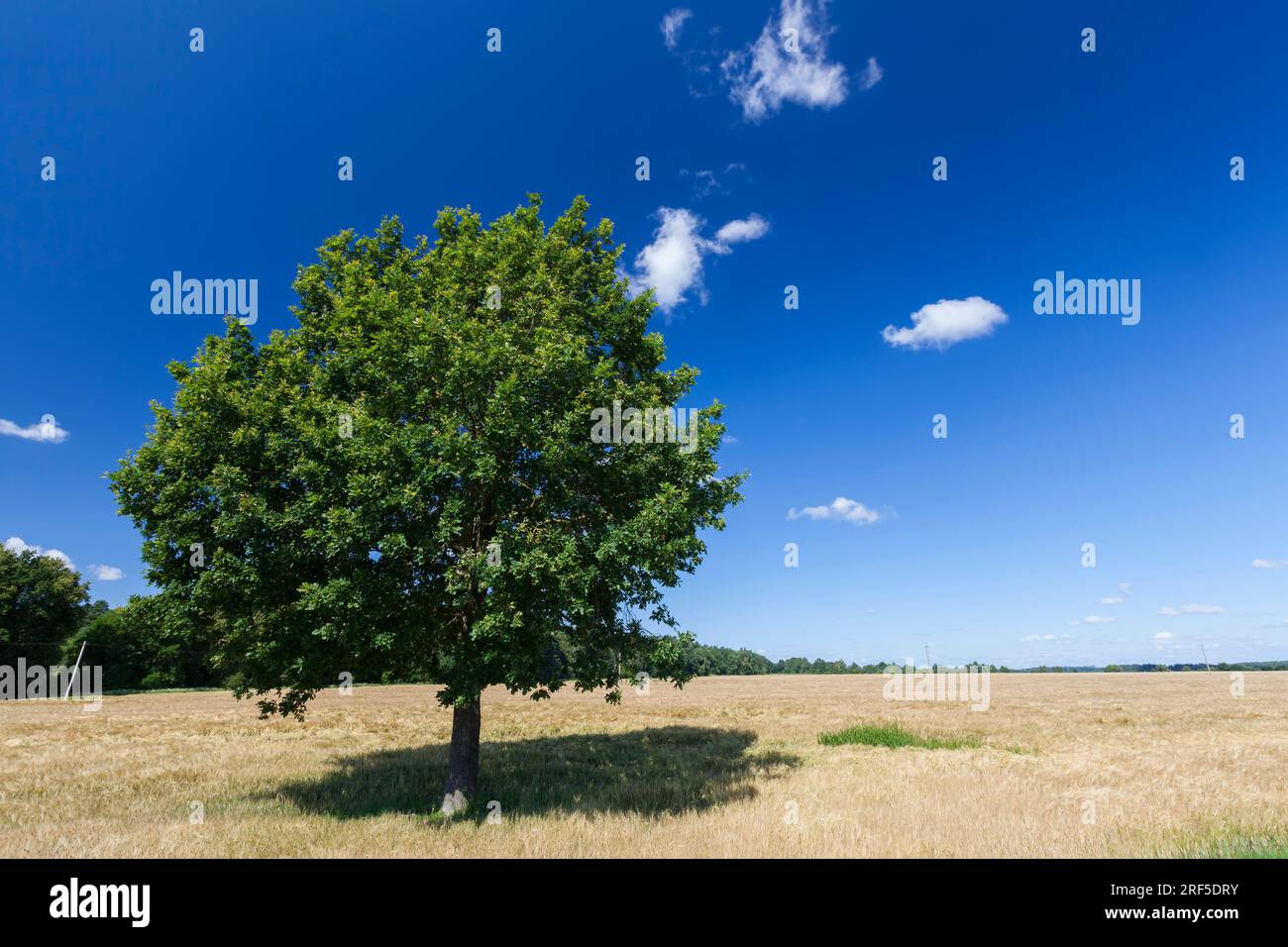 one lone tree growing in a desert area, the tree is tall and stands out ...