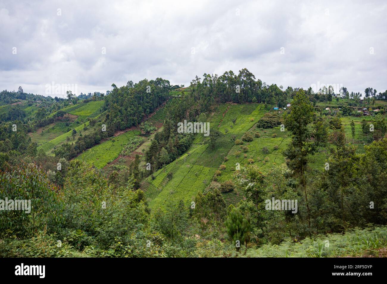 Nature Landscape showing tree leaves plantations width trees in Kenya ...