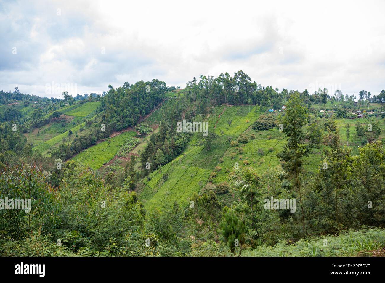Nature Landscape showing tree leaves plantations width trees in Kenya ...