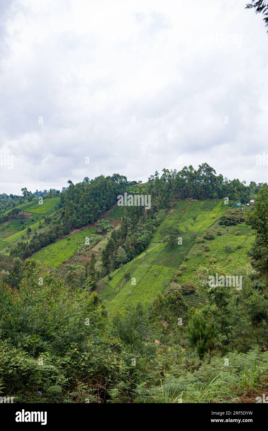 Nature Landscape showing tree leaves plantations width trees in Kenya ...