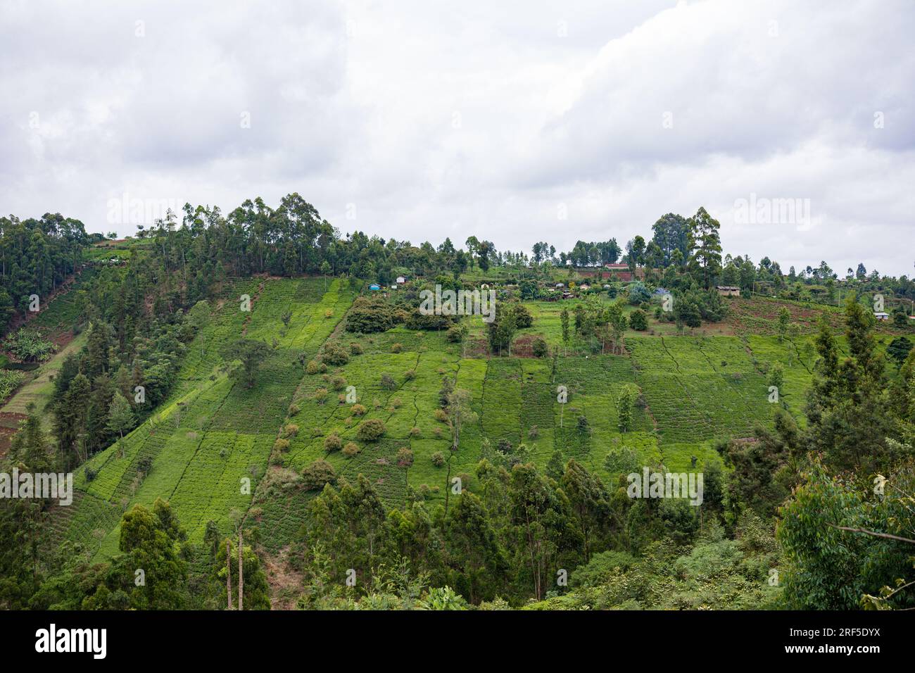 Nature Landscape showing tree leaves plantations width trees in Kenya ...