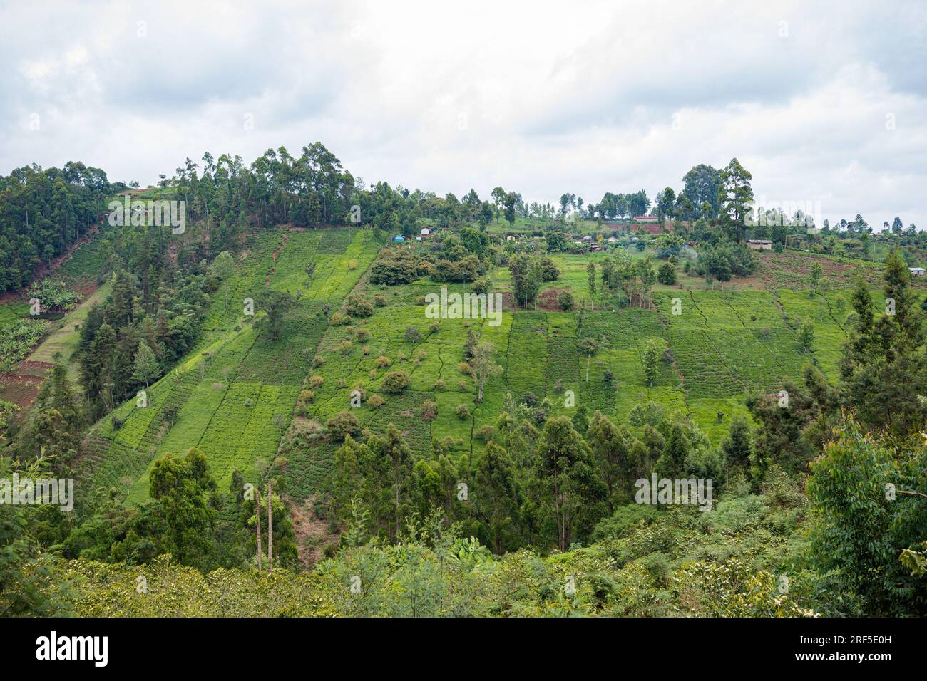 Nature Landscape showing tree leaves plantations width trees in Kenya ...
