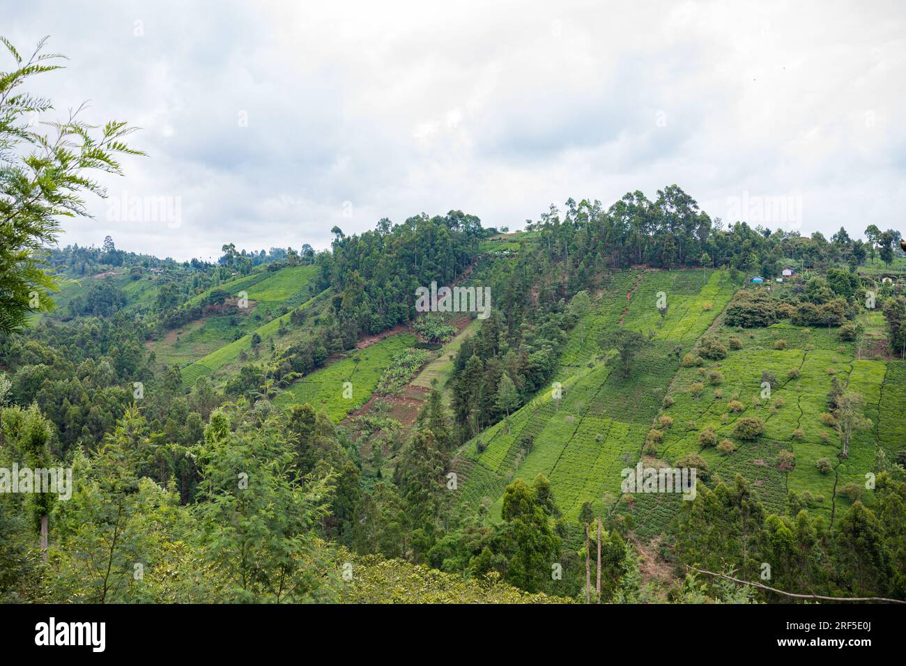 Nature Landscape showing tree leaves plantations width trees in Kenya ...
